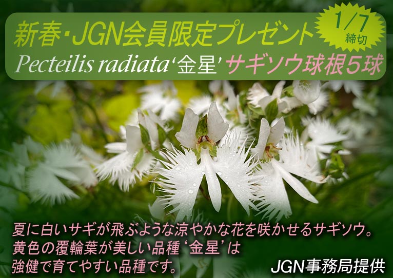 【終了】2025年1月1～7日『新春・JGN会員限定プレゼント サギソウ‘金星’ 5球・5名様』 JGN事務局提供※当選の会員様より写真と ...